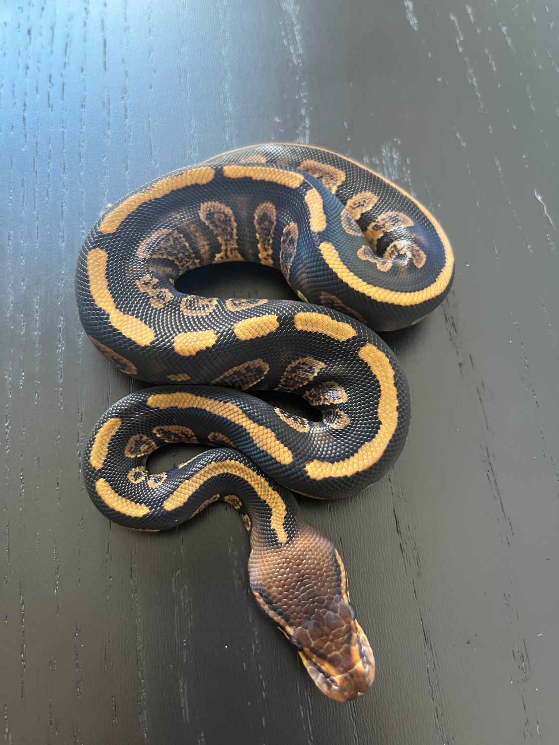 Stranger 100% Het Clown Ball Python by No Limits of Ball pythons ...