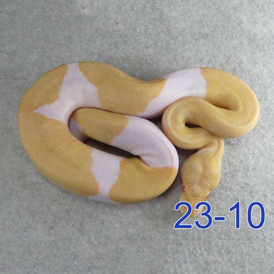 Albino Pinstripe Pied Ball Python by Arizona Reptile
