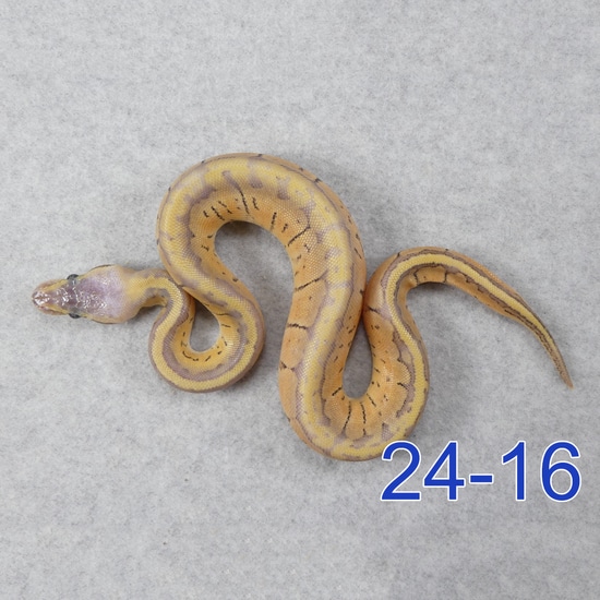 Killer Blast Het Ghost Ball Python by Arizona Reptile