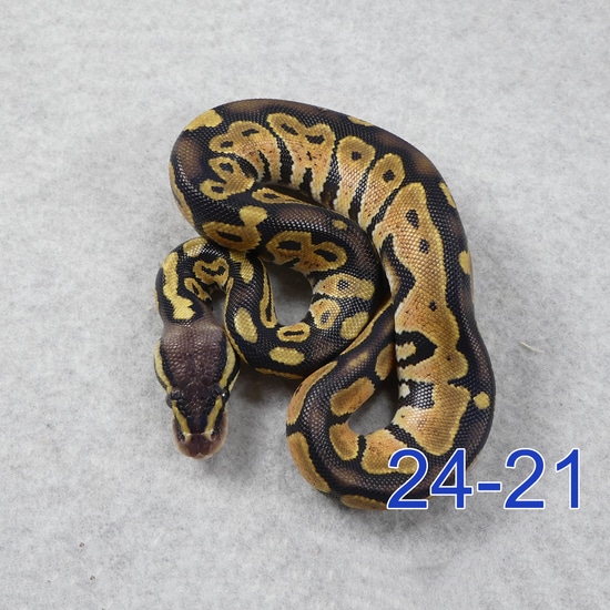 Normal Het Ghost Ball Python by Arizona Reptile