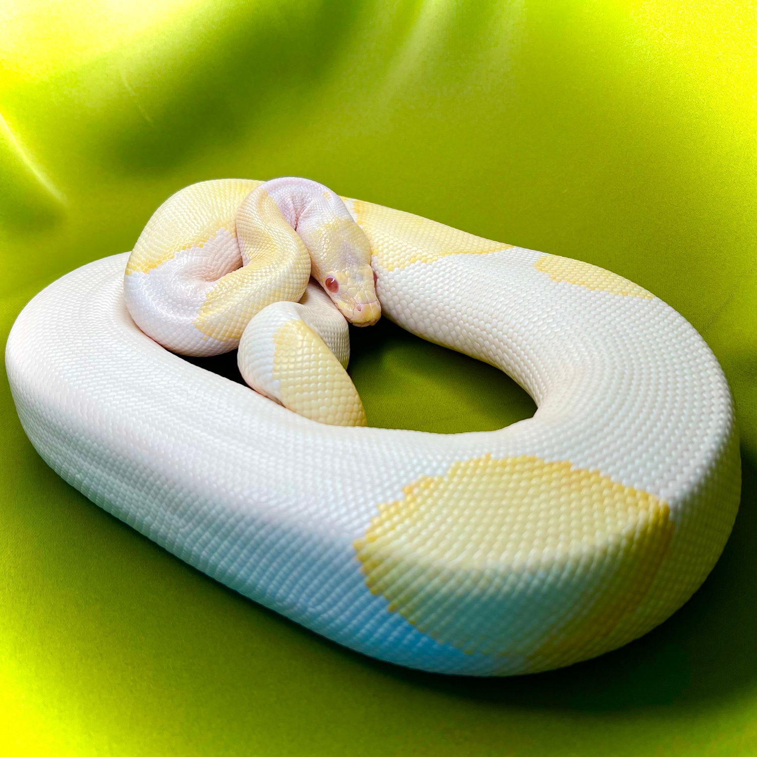 *1000g Mojave Albino Piebald* Ball Python by Noodle Ball Pythons ...