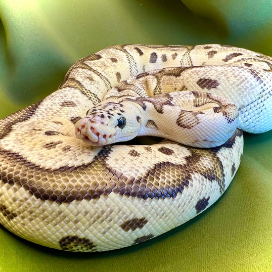 *921g Firefly Clown* Ball Python by Noodle Ball Pythons