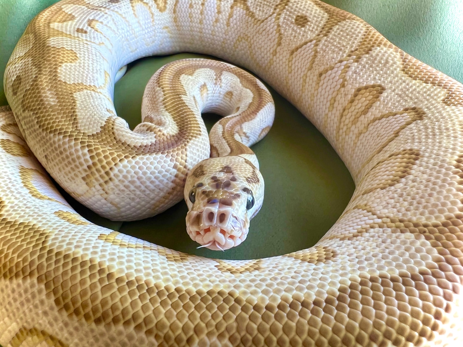 *600g* Spotnose Lesser Clown Ball Python by Noodle Ball Pythons ...