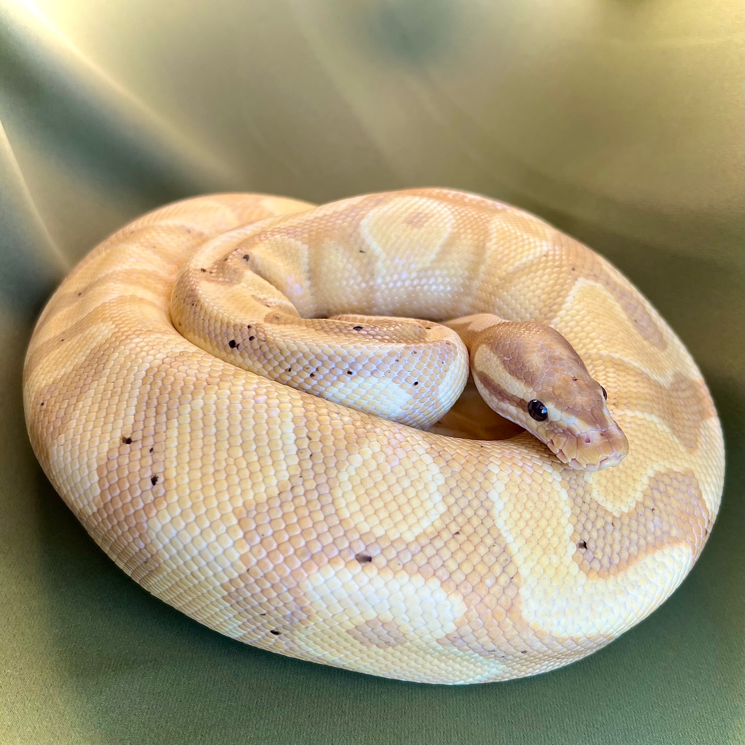*1403g* Banana OD Het Clown Ball Python by Noodle Ball Pythons ...