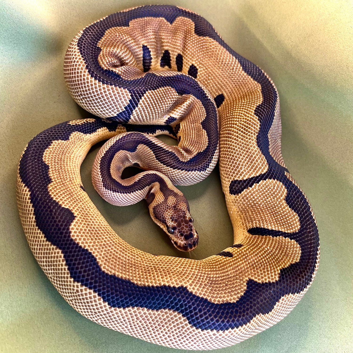 *1007g* Leopard Blade Clown Ball Python by Noodle Ball Pythons ...