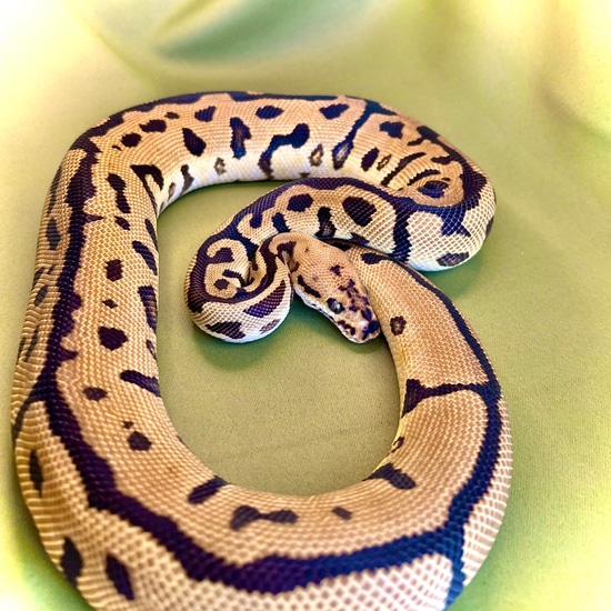 *1122g* Batman Pos Fire Ball Python by Noodle Ball Pythons