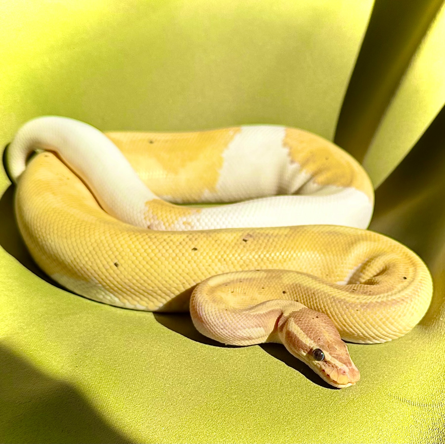 *Female Maker* Banana Fire Pied Ball Python by Noodle Ball Pythons ...