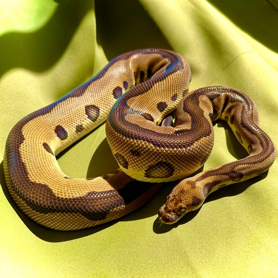 Leopard Clown Ball Python by Noodle Ball Pythons