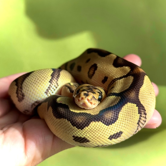 Fire Clown Ball Python by Noodle Ball Pythons