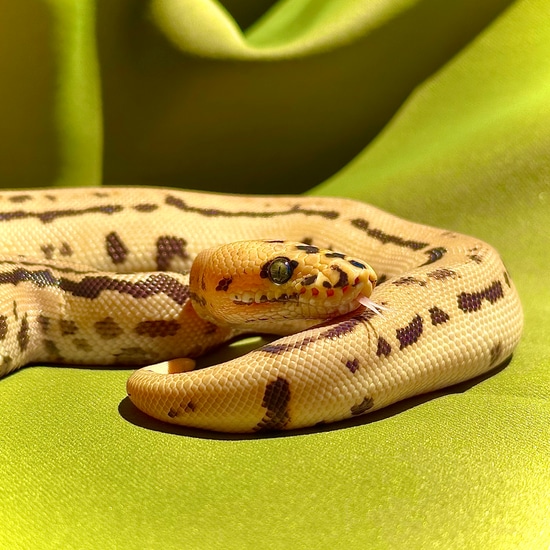 Fire Batman Ball Python by Noodle Ball Pythons