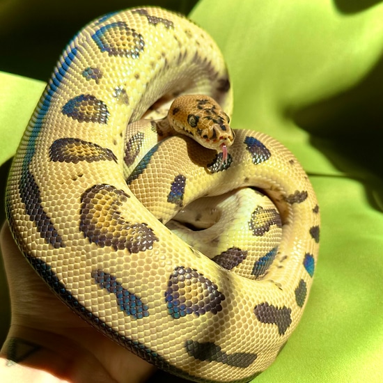 Batman Ball Python by Noodle Ball Pythons