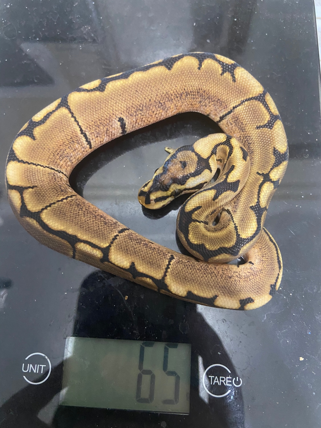 Spider Ball Python by Jimmy’s party pets - MorphMarket