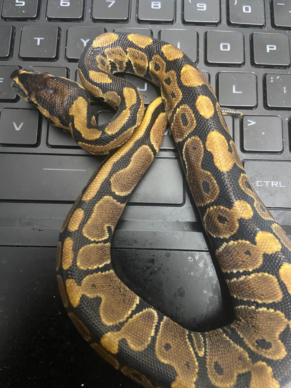 Normal Ball Python by Jimmy’s party pets - MorphMarket