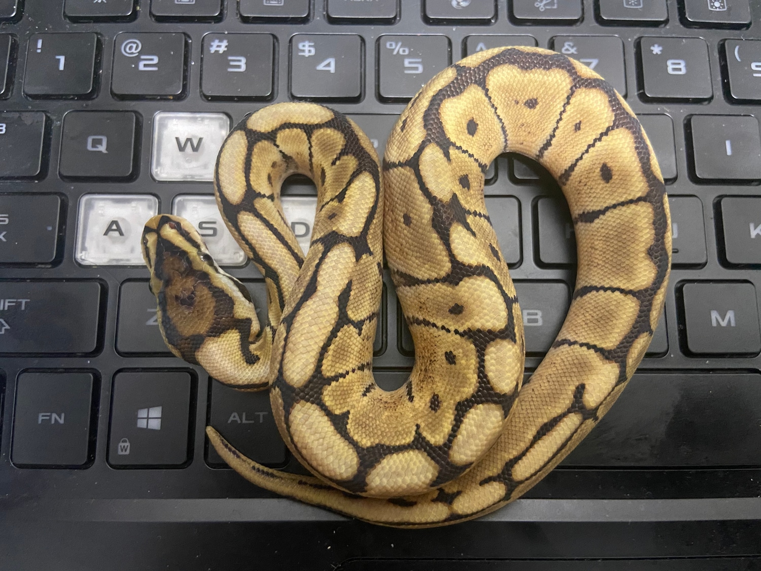 Mojave Spider Ball Python by Jimmy’s party pets - MorphMarket