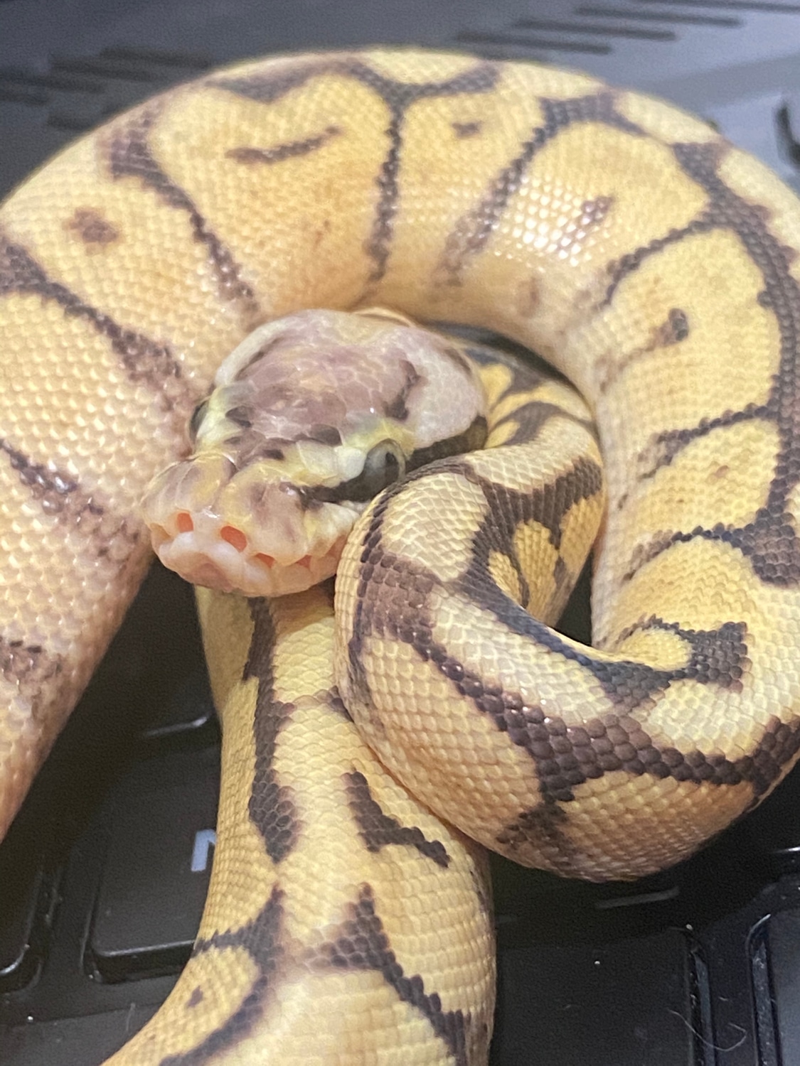Mojave Pastel Spider Ball Python by Jimmy’s party pets - MorphMarket