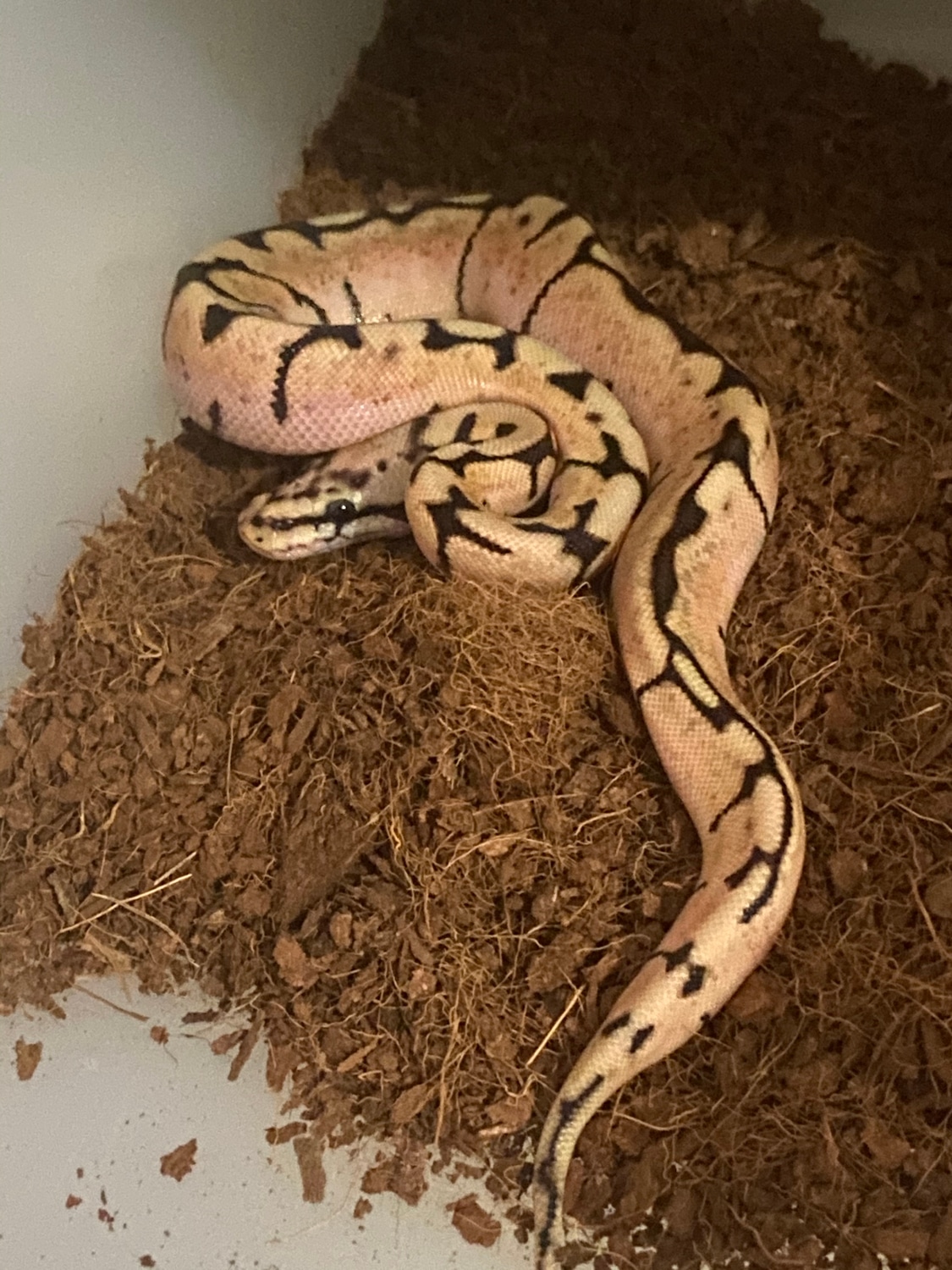 Bumblebee Ball Python by Jimmy’s party pets - MorphMarket