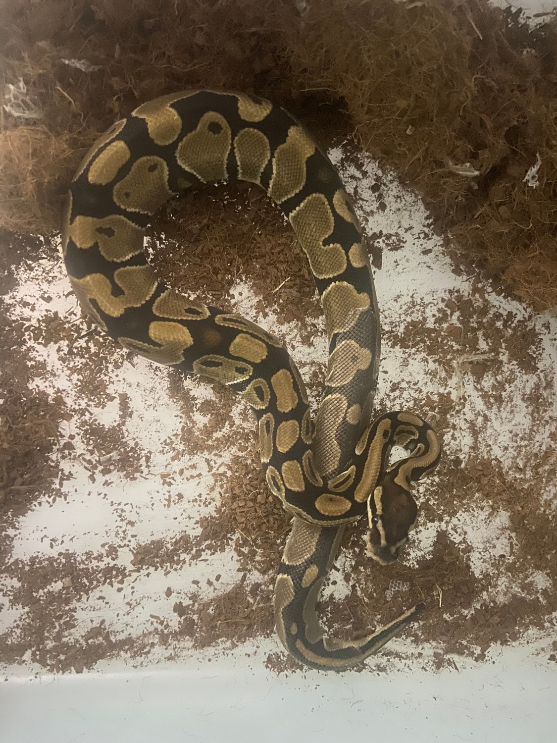 Vanilla Ball Python by Jimmy’s party pets - MorphMarket