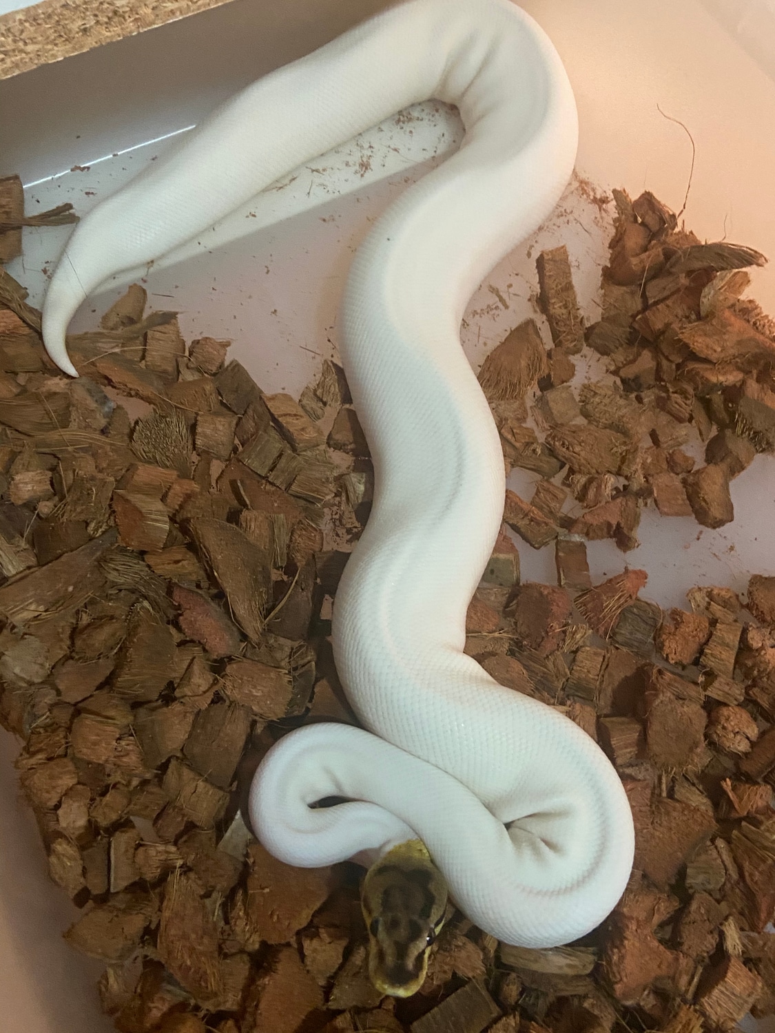 Spied Ball Python by Jimmy’s party pets - MorphMarket