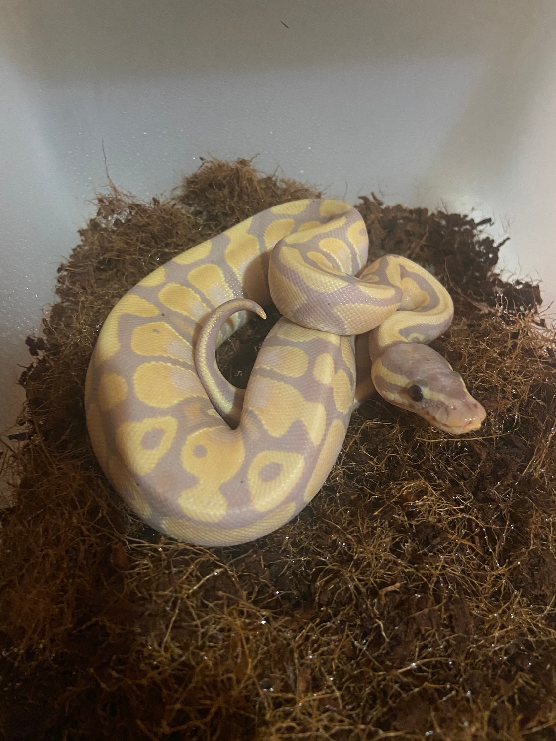 Banana Ball Python by Jimmy’s party pets - MorphMarket