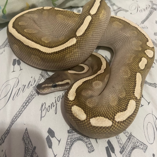 Cinnamon Lesser GHI Ball Python by Jimmy’s Party Pets