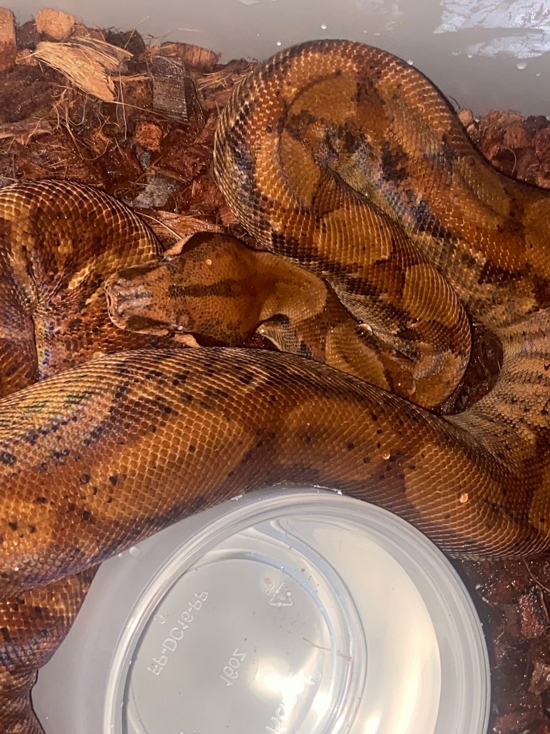 Hypo Nicaraguan 66% Het Blood And Vpi Albino Boa Constrictor by Jimmy’s ...