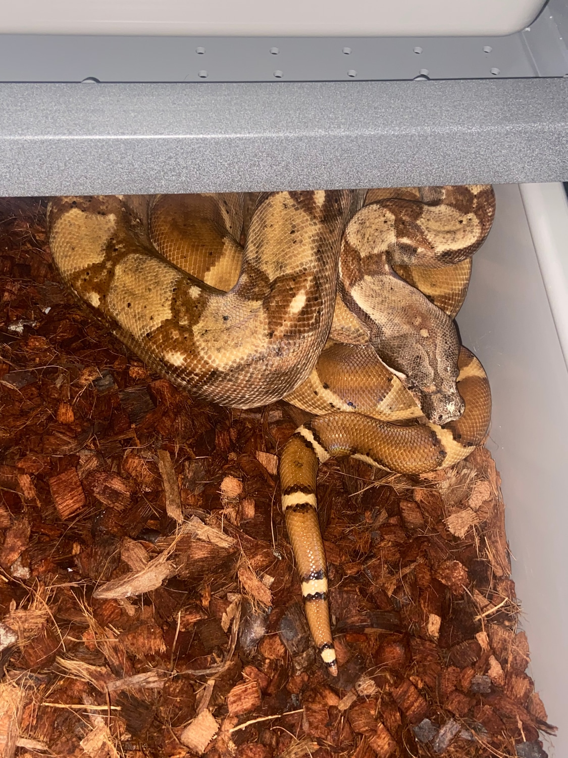 Hypo Boa Constrictor by Jimmy’s party pets - MorphMarket