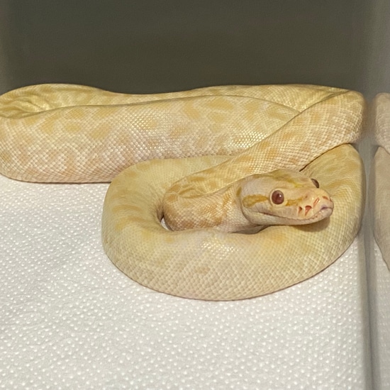 Pearl Pet Only Burmese Python by Jimmy’s Party Pets