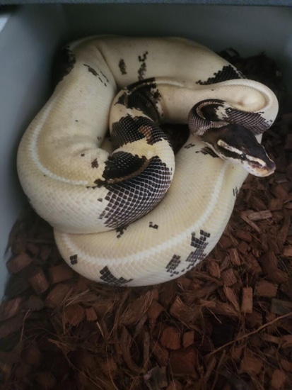 Paradox Banana Freeway Ball Python by Jimmy’s Party Pets