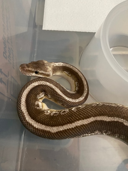 Soul Sucker Ball Python by Jimmy’s Party Pets