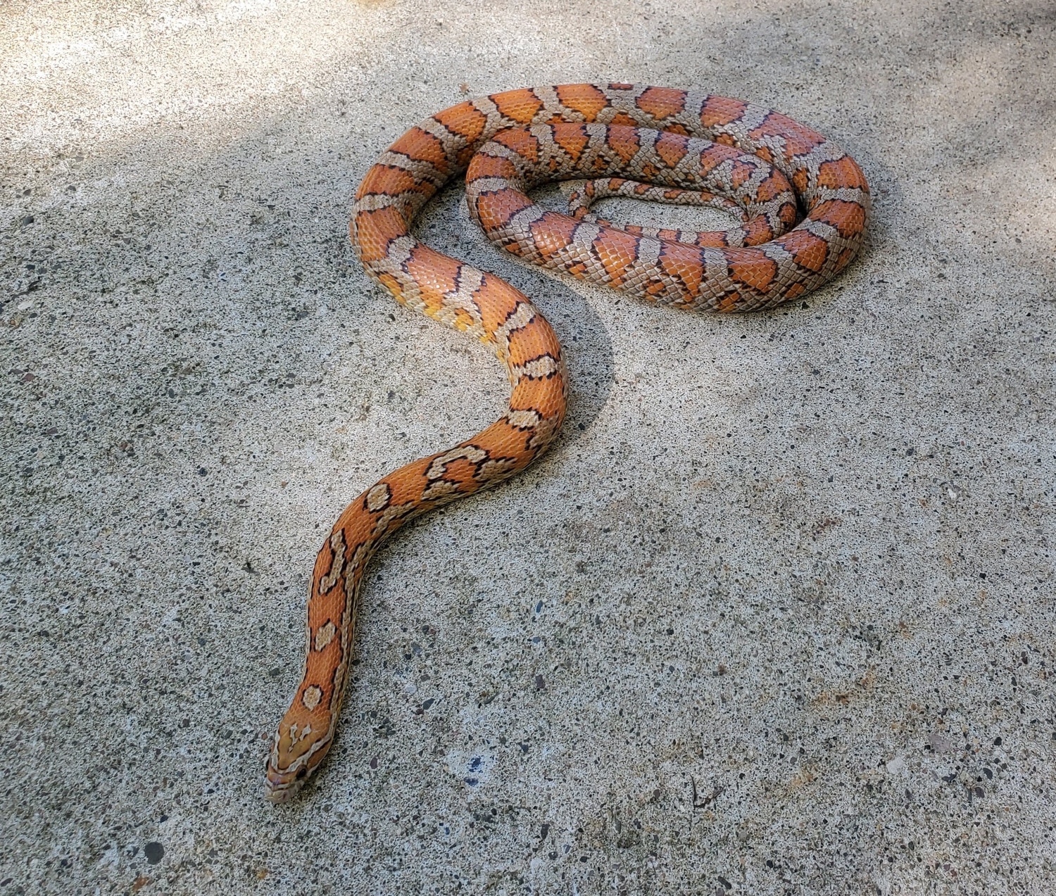 Sienna Corn Snake by Noodle Haus Colubrids - MorphMarket
