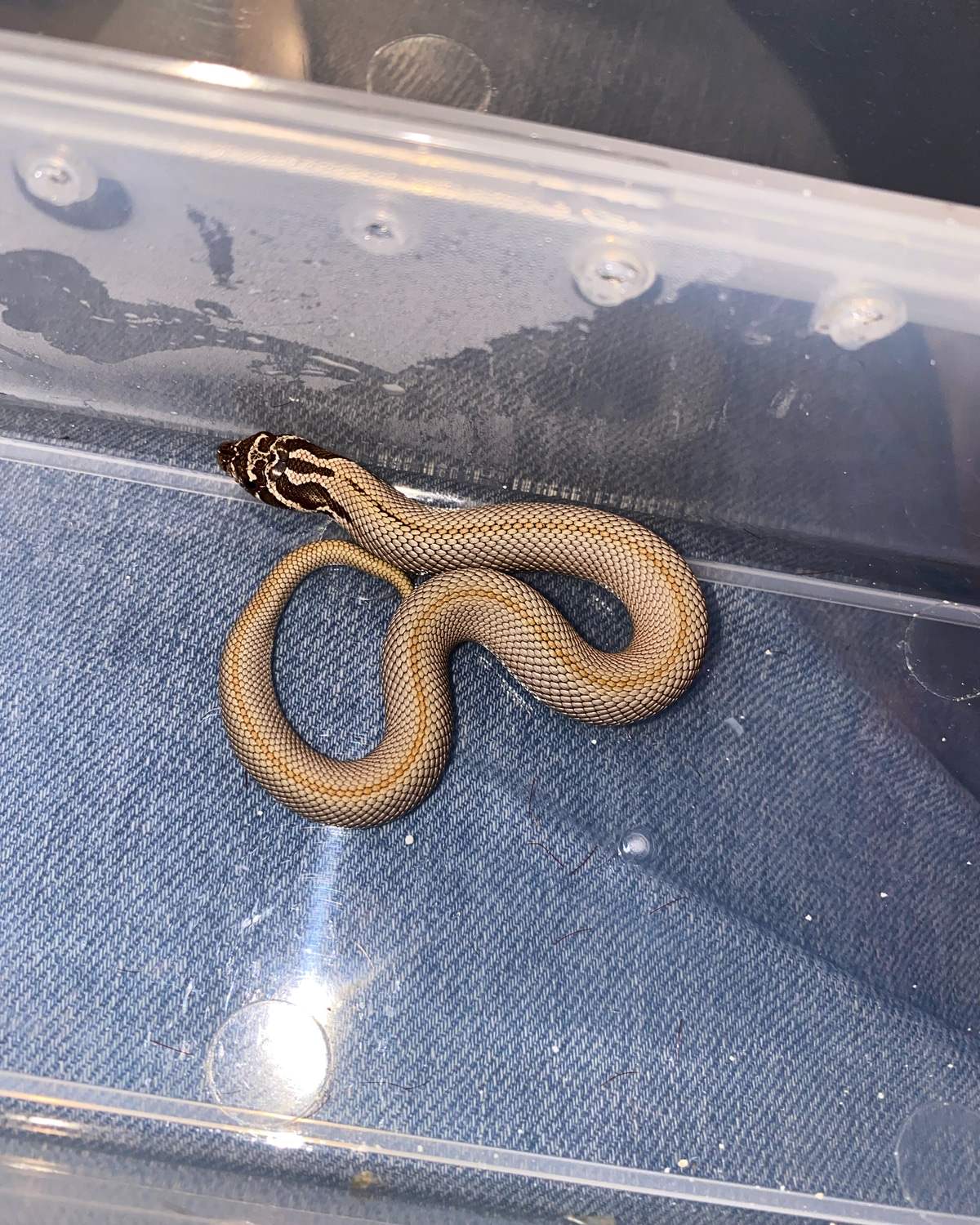 Superconda Pos Het Toffee Belly. Hatched July Western Hognose by ...
