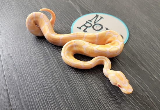 Candino 50% Het Pied Ball Python by Nope Rope Ball Pythons