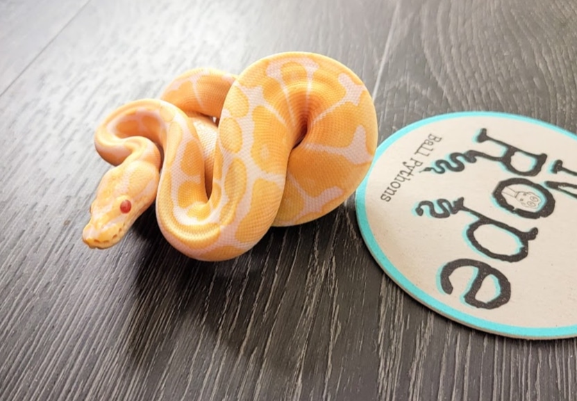 Candino 50% Het Pied Ball Python by Nope Rope Ball Pythons - MorphMarket