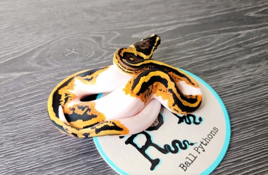 Yellowbelly Pied Ball Python by Nope Rope Ball Pythons