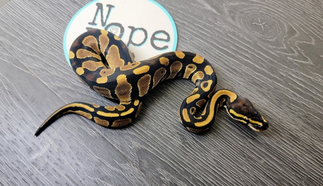 100% Het Pied Ball Python by Nope Rope Ball Pythons - MorphMarket
