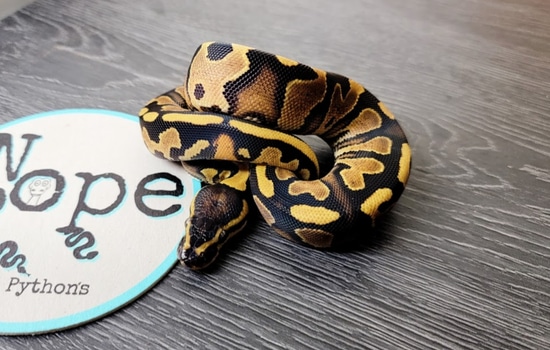 YellowBelly 100%het Pied With Ringer Ball Python by Nope Rope Ball Pythons