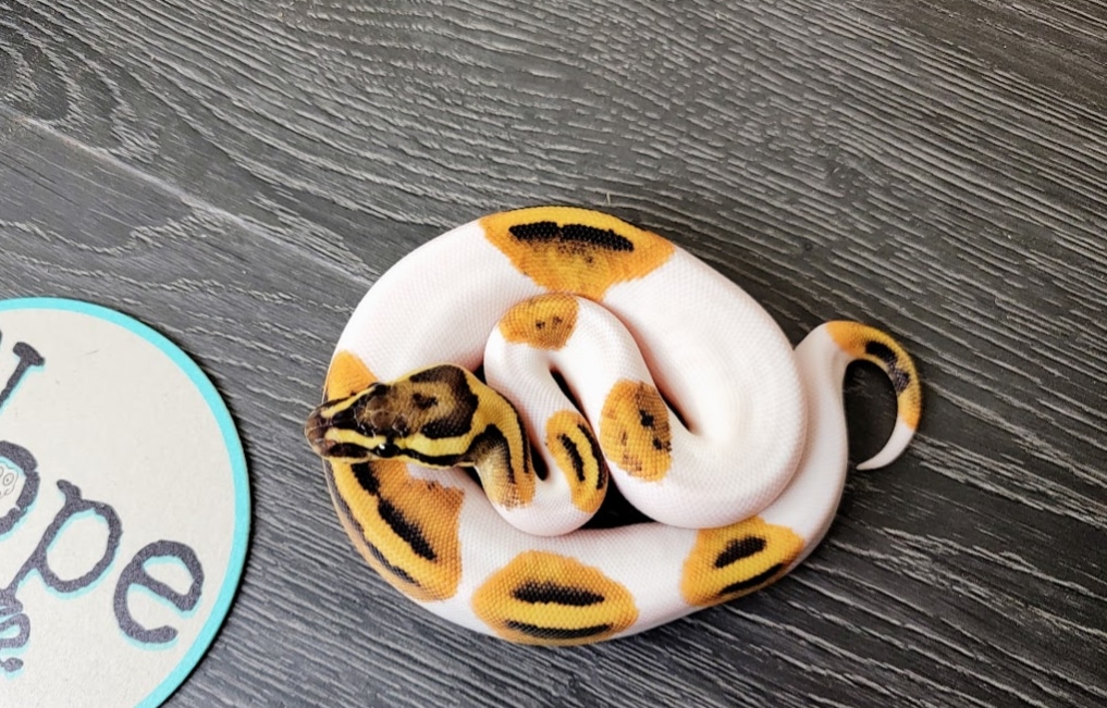 Fire Pied Ball Python by Nope Rope Ball Pythons - MorphMarket