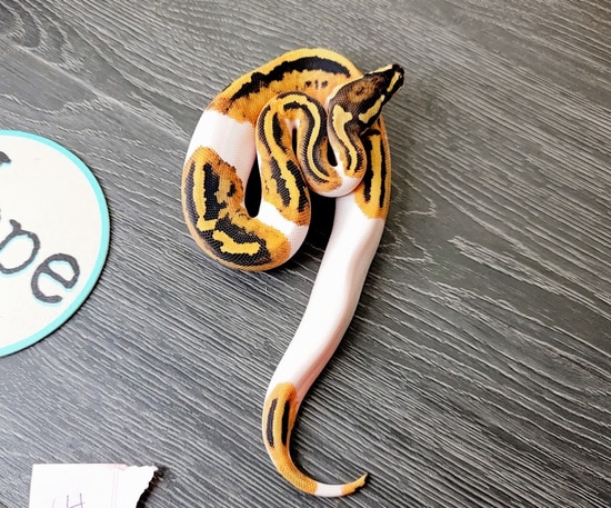 Fire Pied Ball Python by Nope Rope Ball Pythons