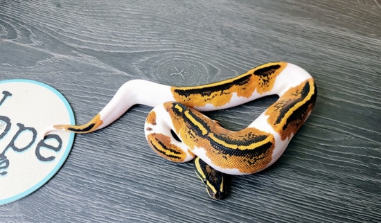 YellowBelly Pied Ball Python by Nope Rope Ball Pythons