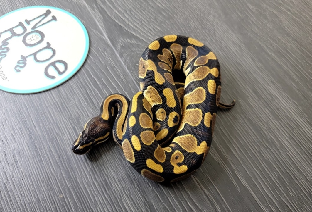 Normal 100% Het Pied Ball Python by Nope Rope Ball Pythons - MorphMarket