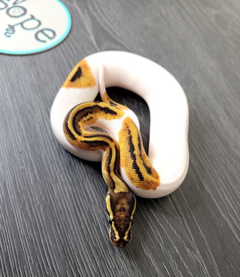 Fire Pied Ball Python by Nope Rope Ball Pythons
