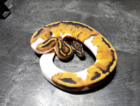 Pied Ball Python by Nope Rope Ball Pythons
