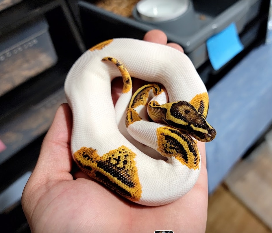 Fire YellowBelly Pied Ball Python by Nope Rope Ball Pythons - MorphMarket