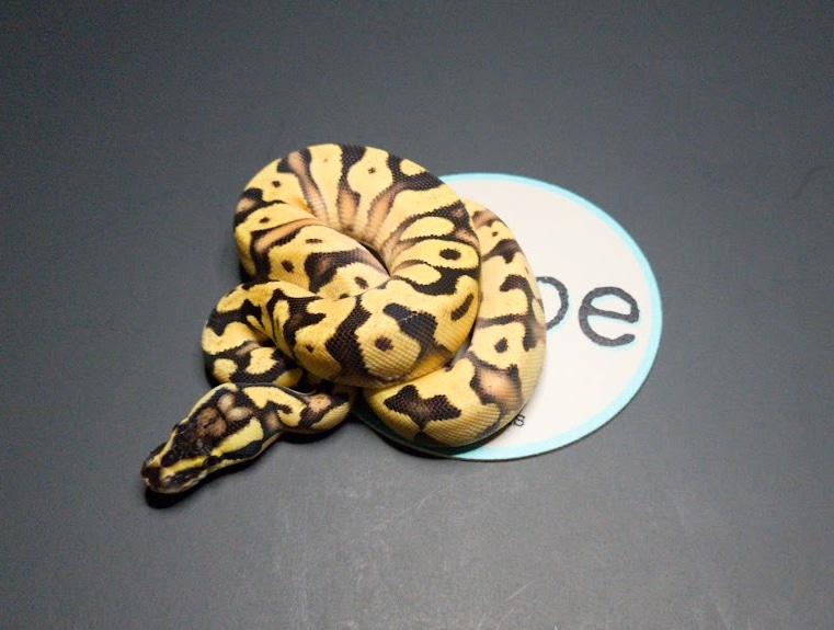 Orange Dream Enchi Pastel Yellowbelly Or Asphalt Ball Python by Nope ...