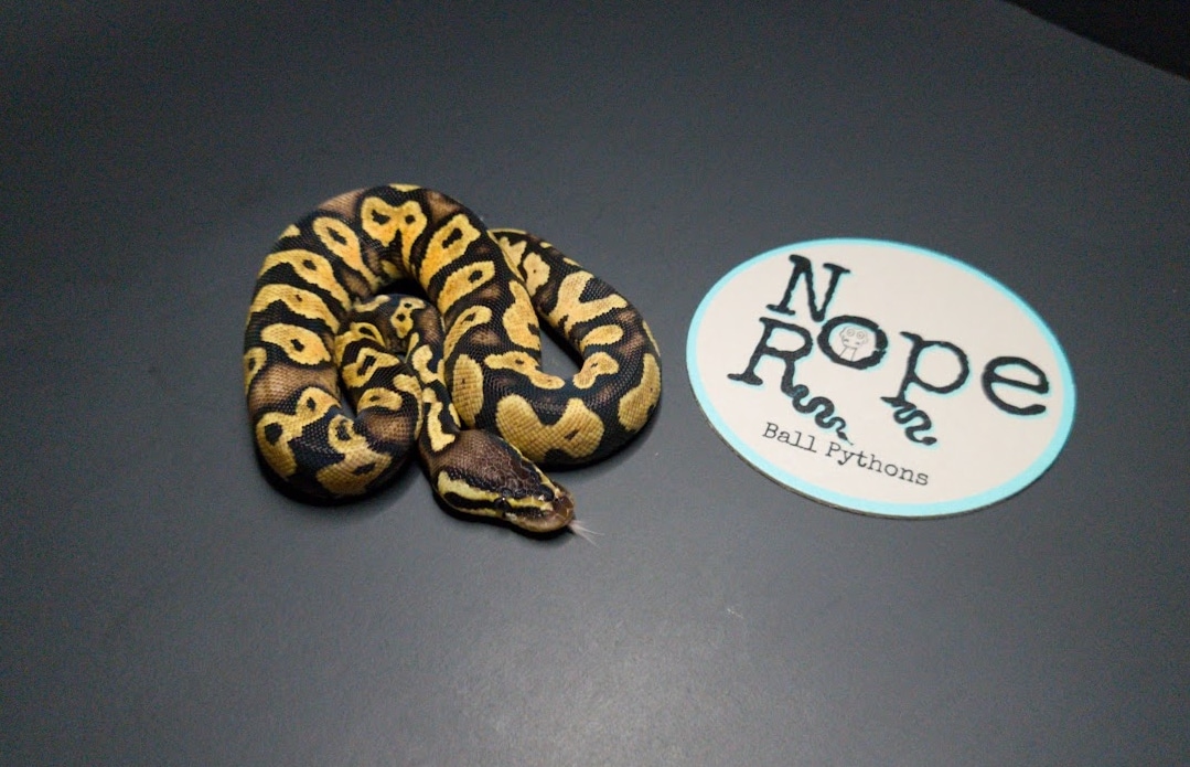 Pastel Asphalt Or Yellowbelly Ball Python by Nope Rope Ball Pythons ...