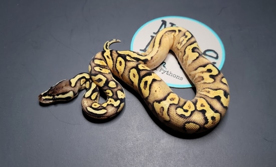 Pastel Yellowbelly/Asphalt Fader Pos Orange Dream Ball Python by Nope ...