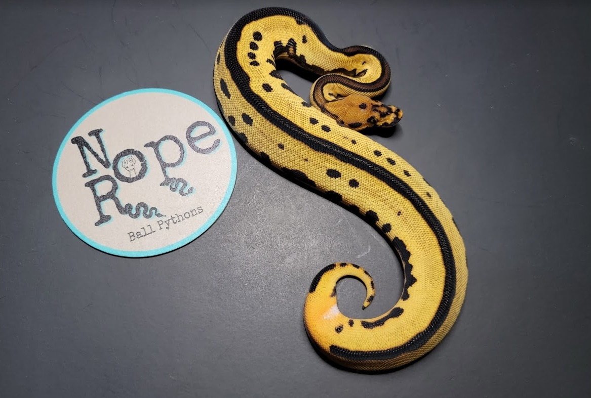 *FREE SHIPPING* Super Orange Dream Leopard Yellowbelly Clown 100% Het ...