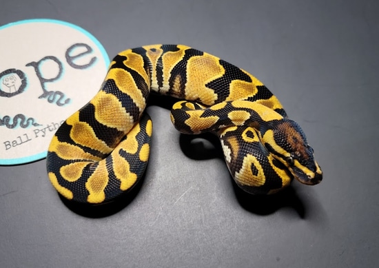 Orange Dream Yellowbelly 100% Het Clown 50% Het Pied Ball Python by ...