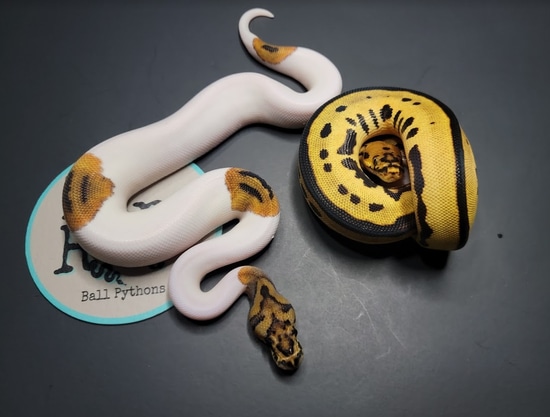 FREE SHIPPING COMBO - OD Clown Pied And Super OD YB Leopard Clown 100 ...