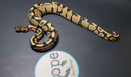 Normal 100% Double Het Clown And Pied Ball Python by Nope Rope Ball Pythons